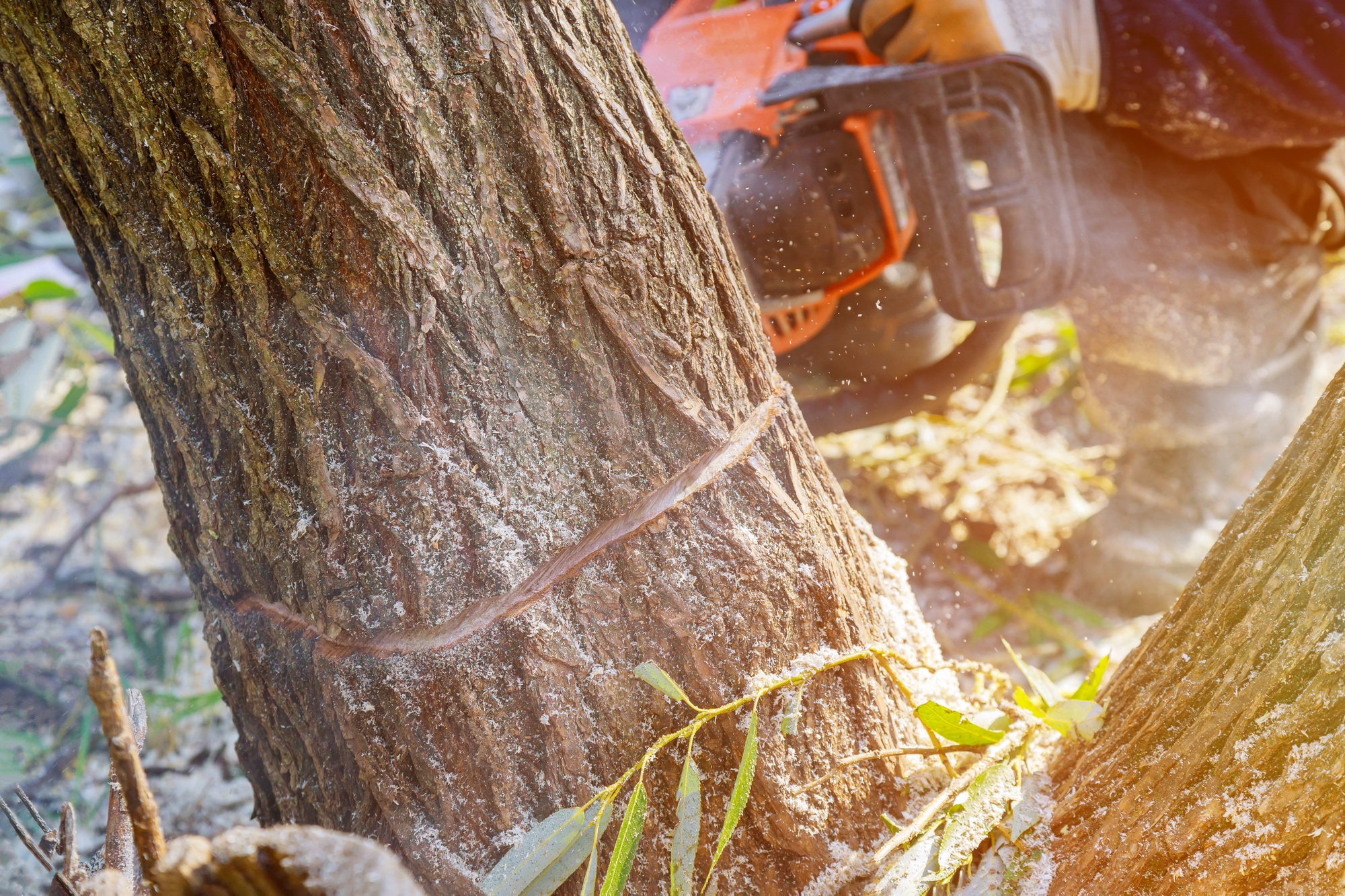 Tree Felling - WDJ Tree Surgeons