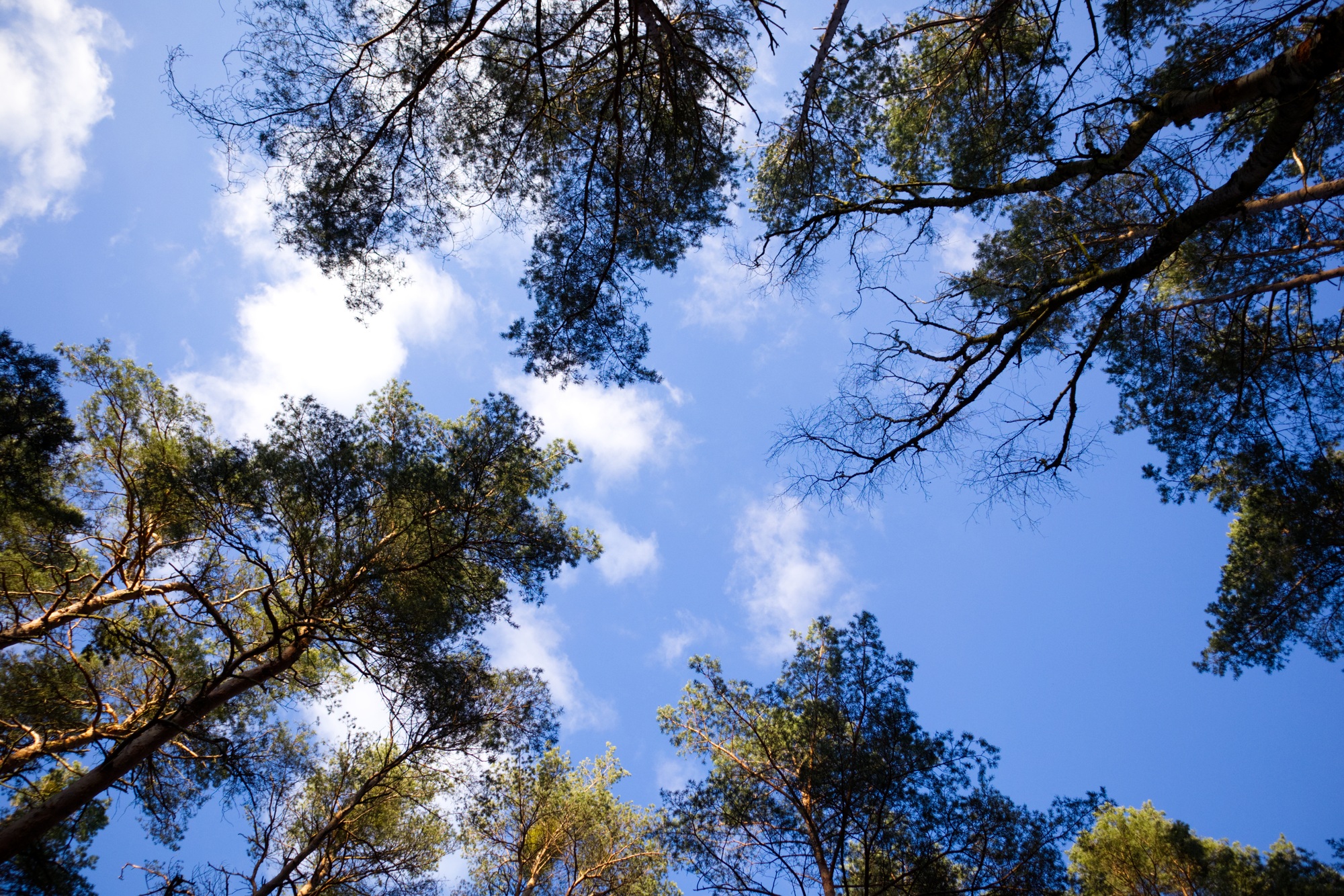 Tree Crown Reduction | Expert Arborists | WDJ Tree Surgeons